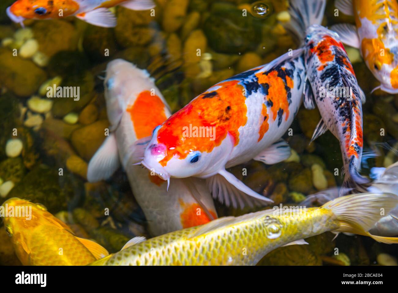 Japanese Koi fish in the garden pond Stock Photo - Alamy
