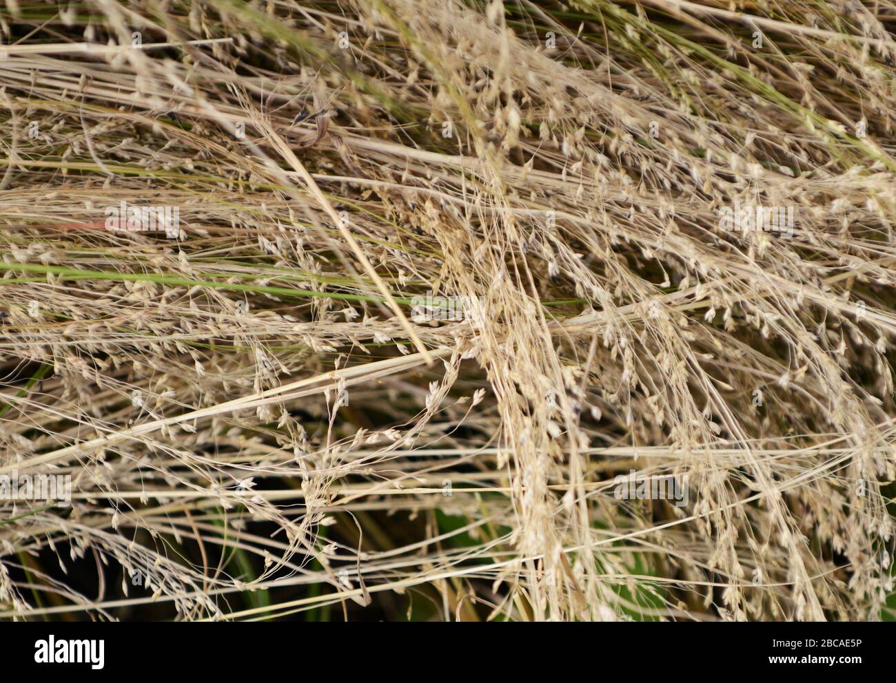 Harvested teff hi-res stock photography and images - Alamy