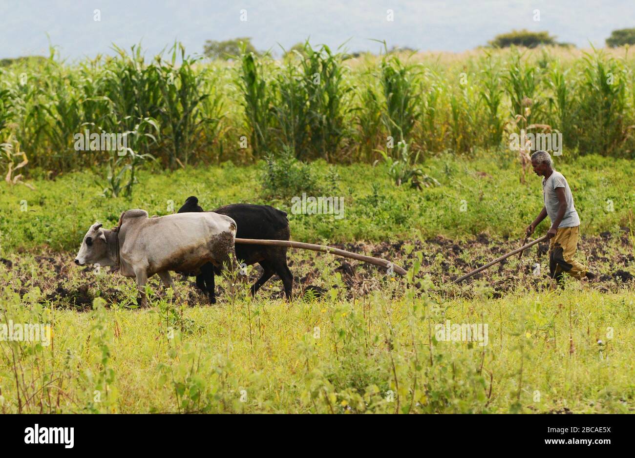 Ethiopian farmer ploughing hi-res stock photography and images - Alamy