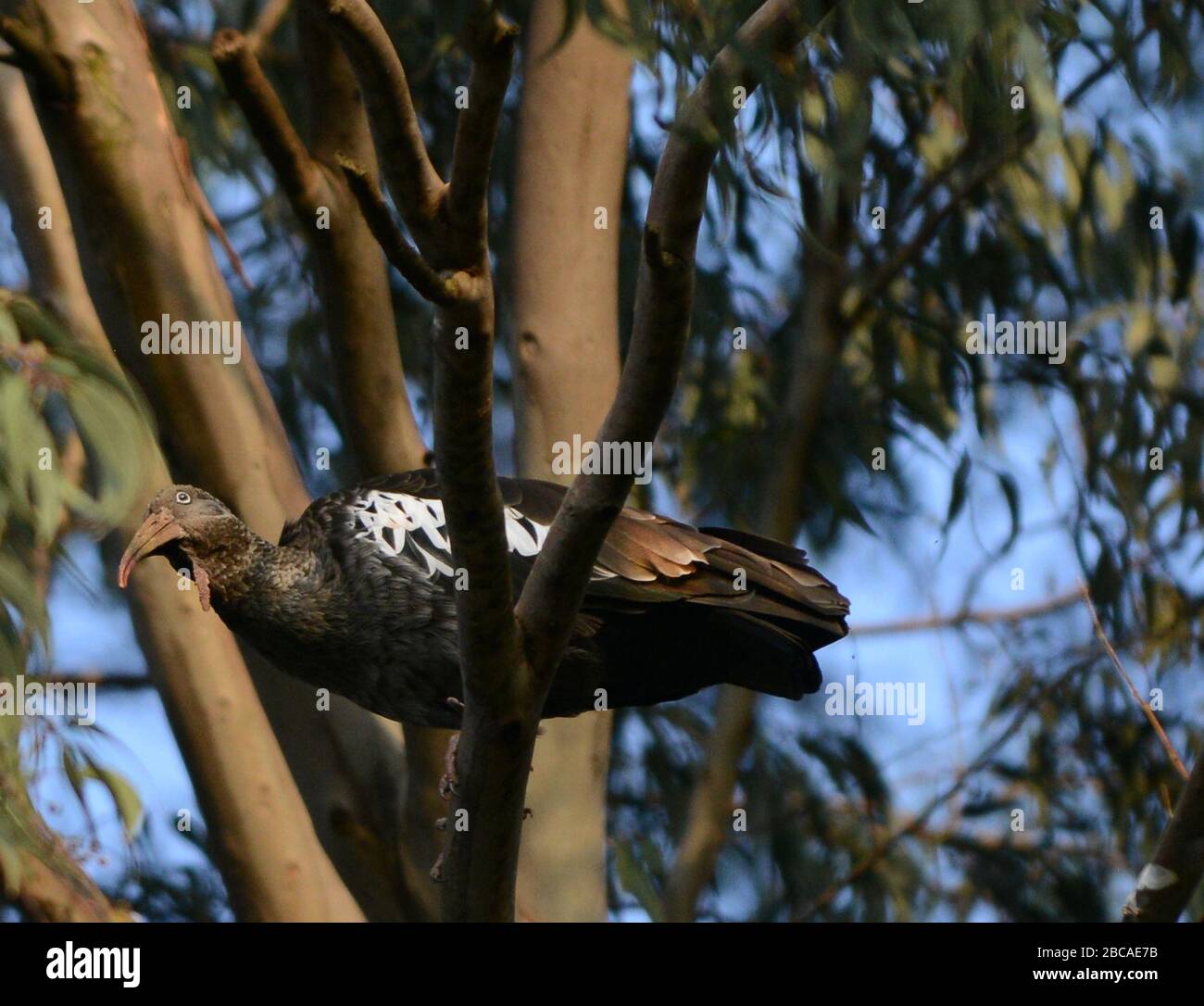 Wattled ibis bostrychia carunculata hi-res stock photography and images ...