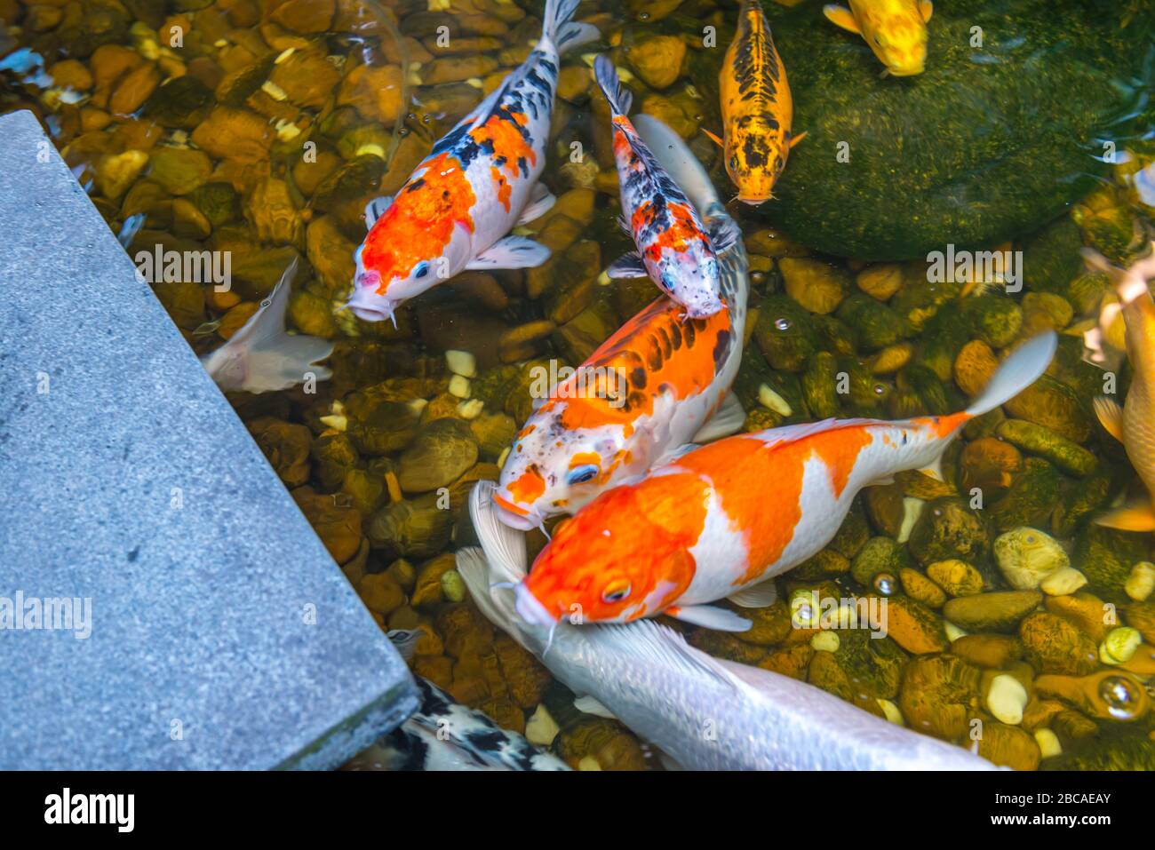 Colorful and beautiful Japanese Koi fish swimming Stock Photo - Alamy