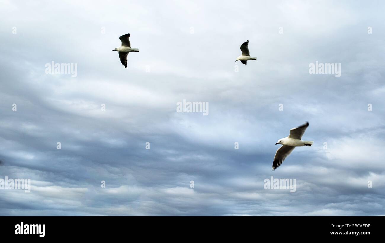 Three seagulls flying overhead, cloudy background Stock Photo - Alamy