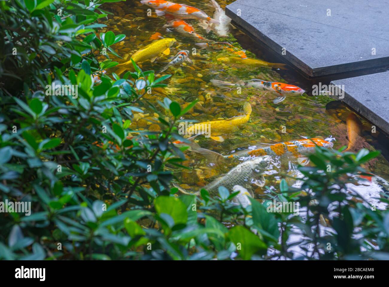 Plant and beautiful koi fish pond in the garden Stock Photo - Alamy