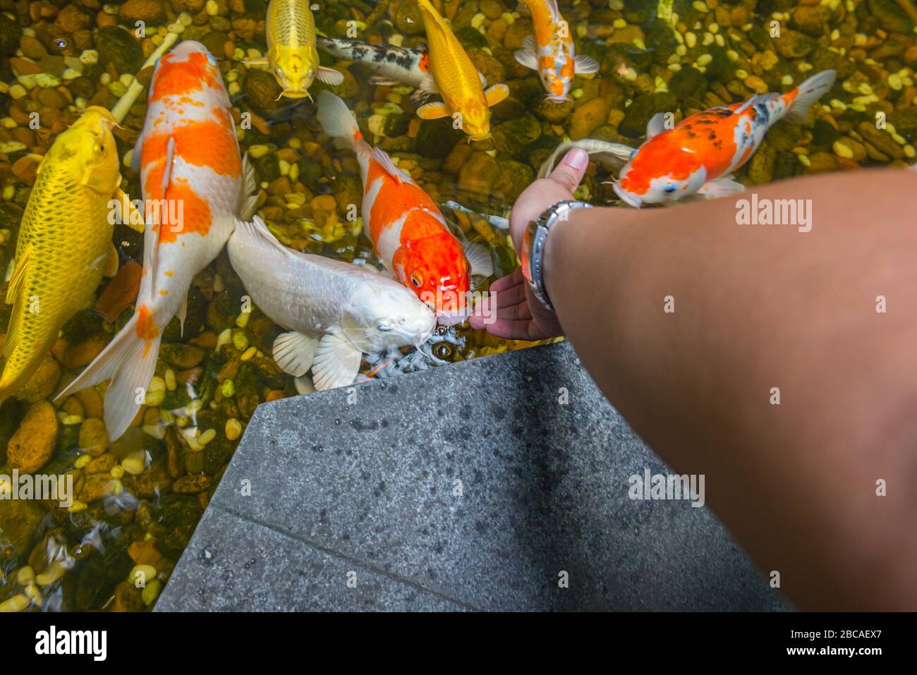 Man feeding japanese koi hi-res stock photography and images - Alamy
