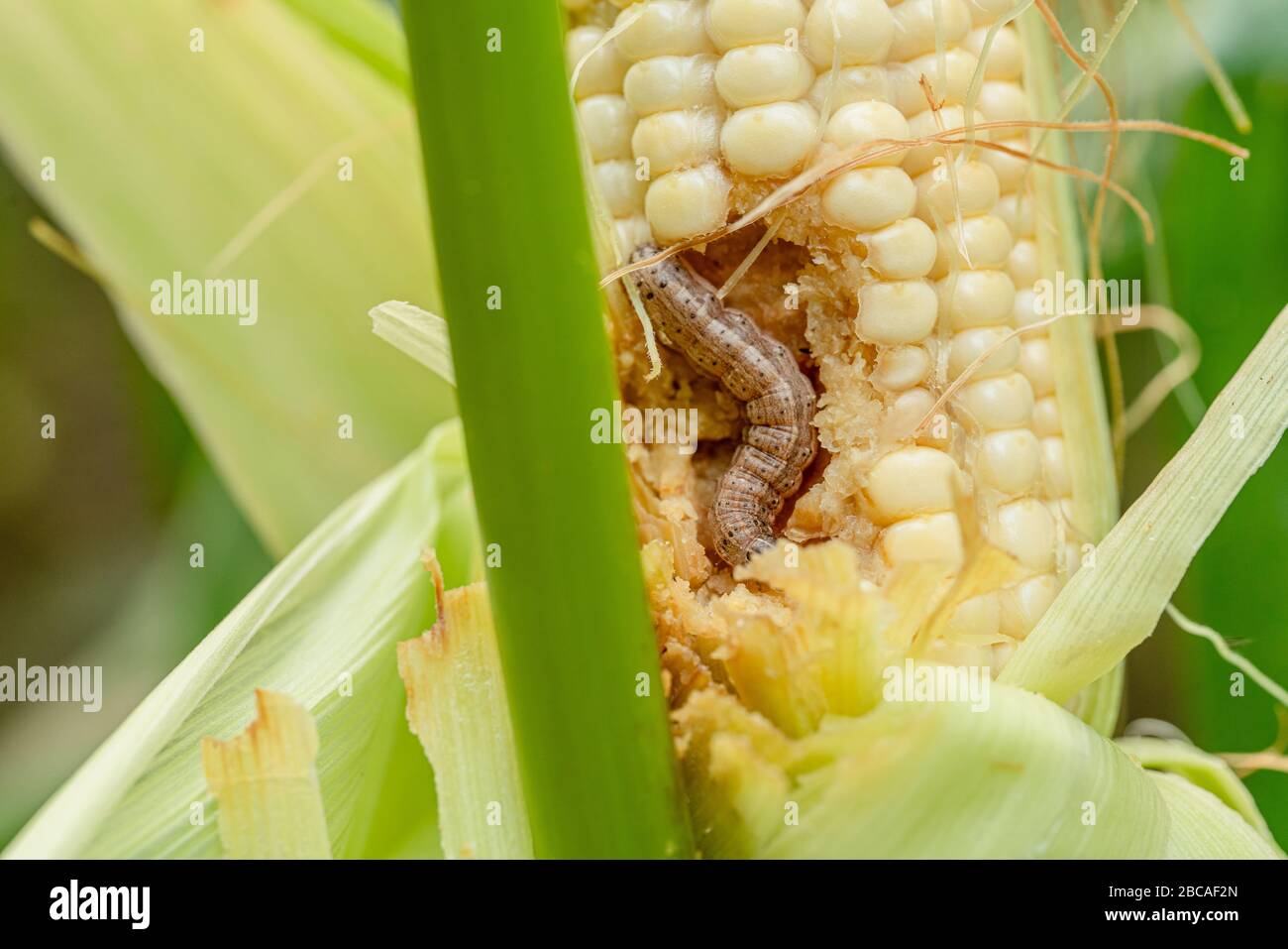 Fall armyworm hi-res stock photography and images - Alamy