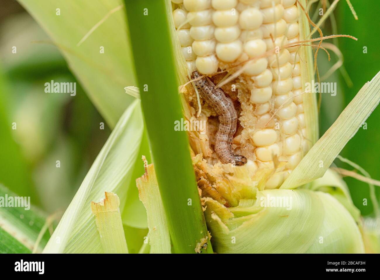 Fall armyworm on damaged corn with excrement Stock Photo - Alamy