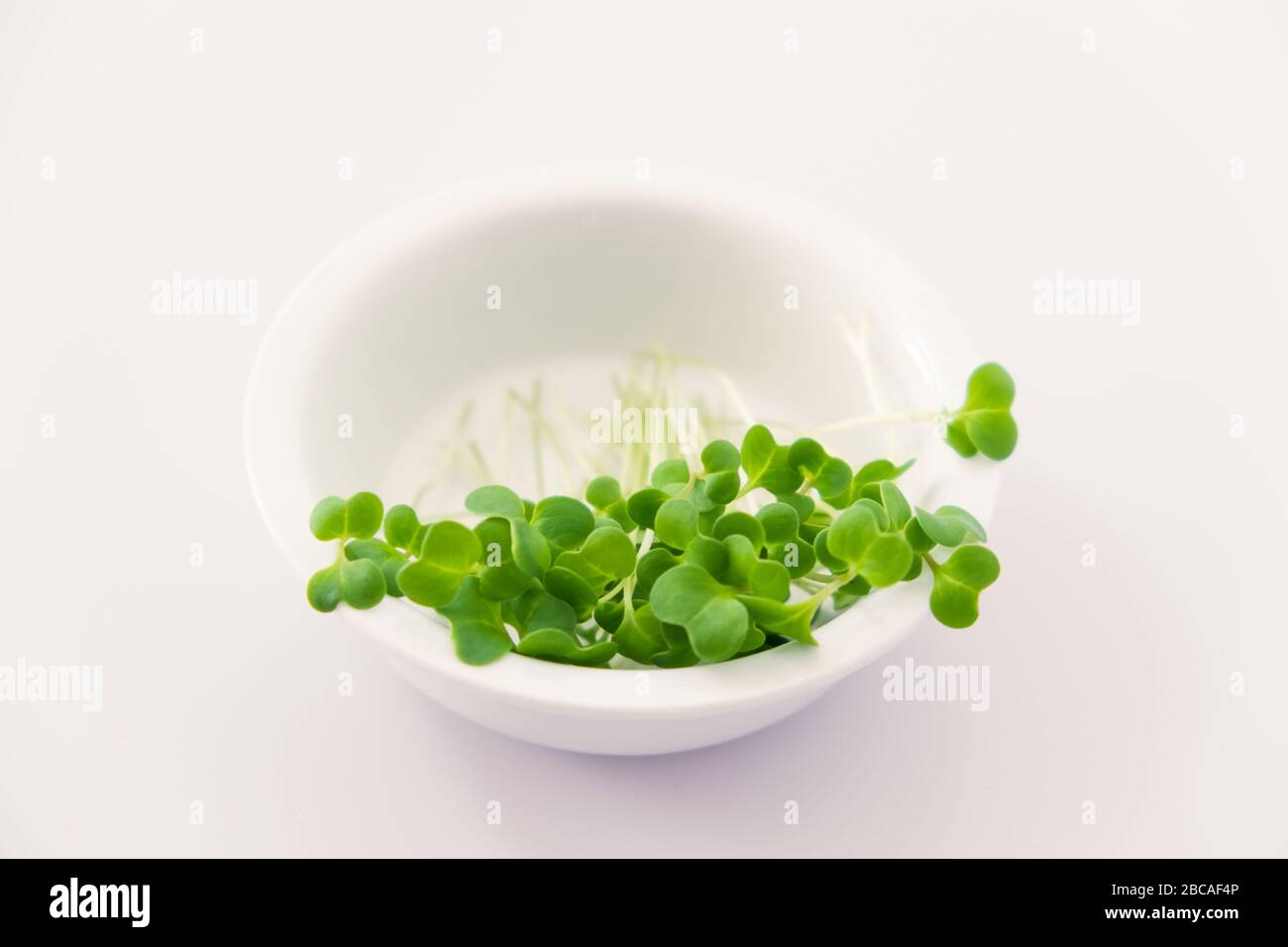 Broccoli microgreens sprouts are a super food in a simple white dish ...