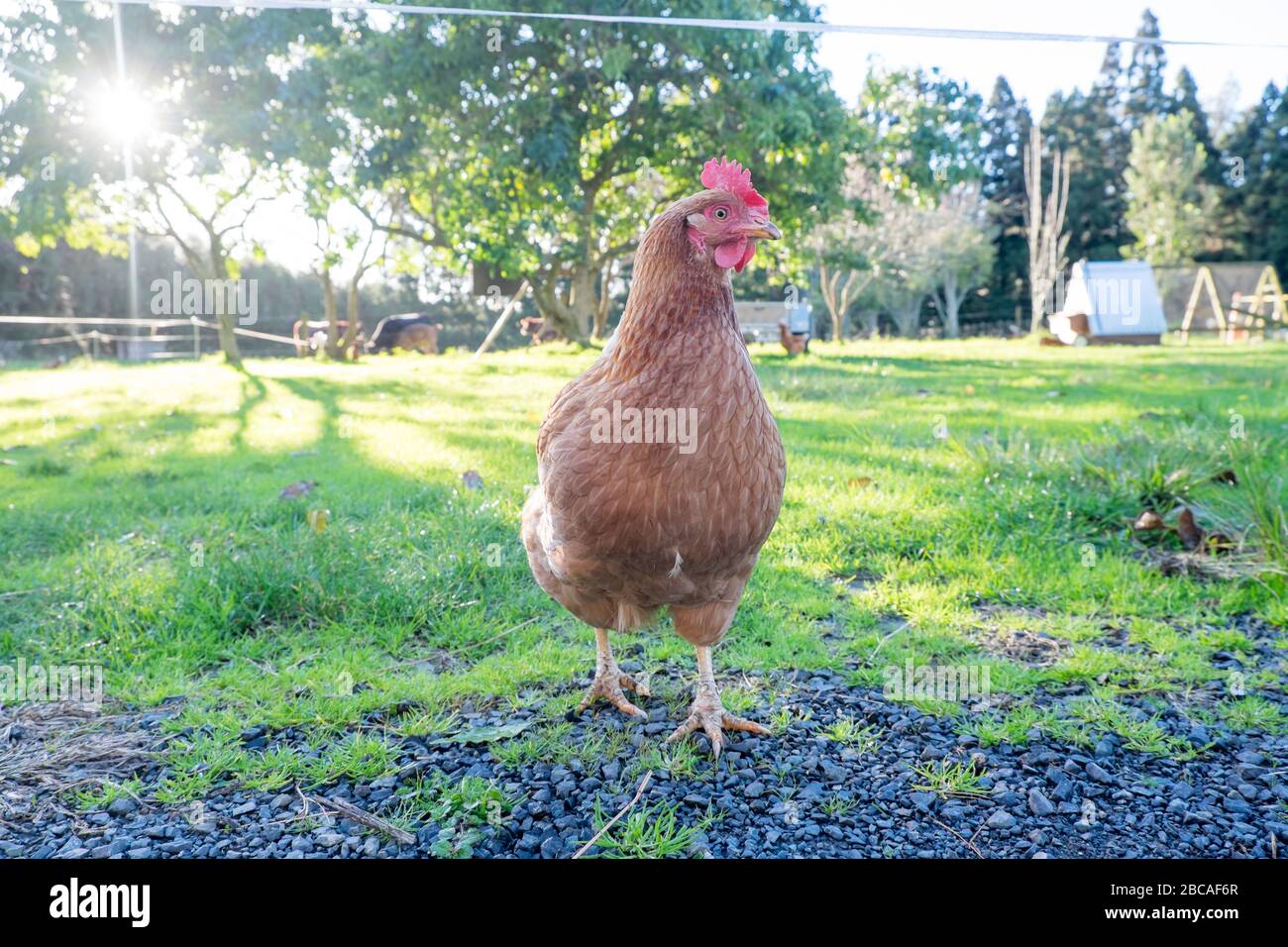 Free range backyard chicken on a small farm lifestyle block in ...