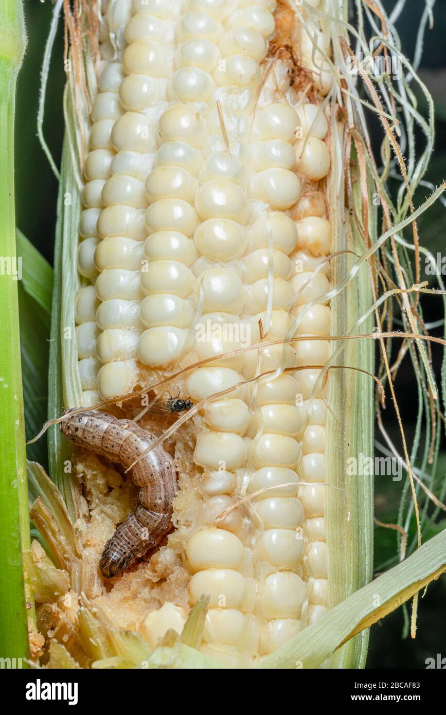 Fall armyworm on damaged corn with excrement Stock Photo - Alamy