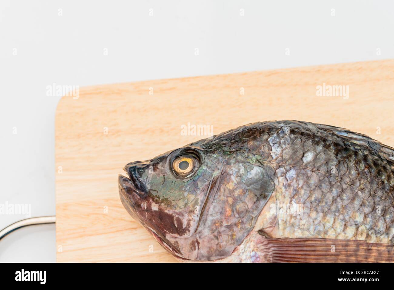 close up Nile tilapia fish isolated on white background Stock Photo - Alamy