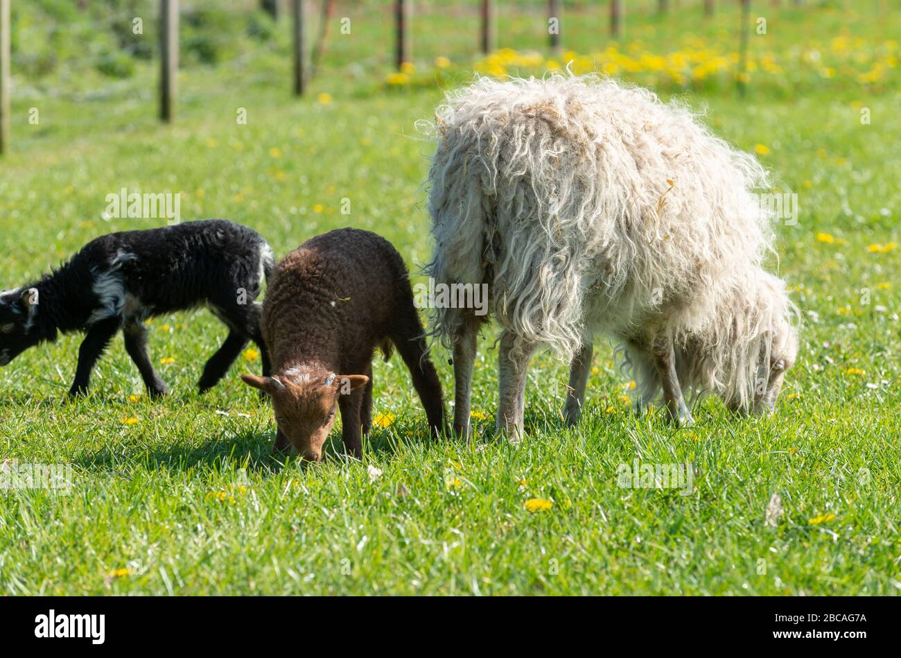 Productive animal hi-res stock photography and images - Alamy