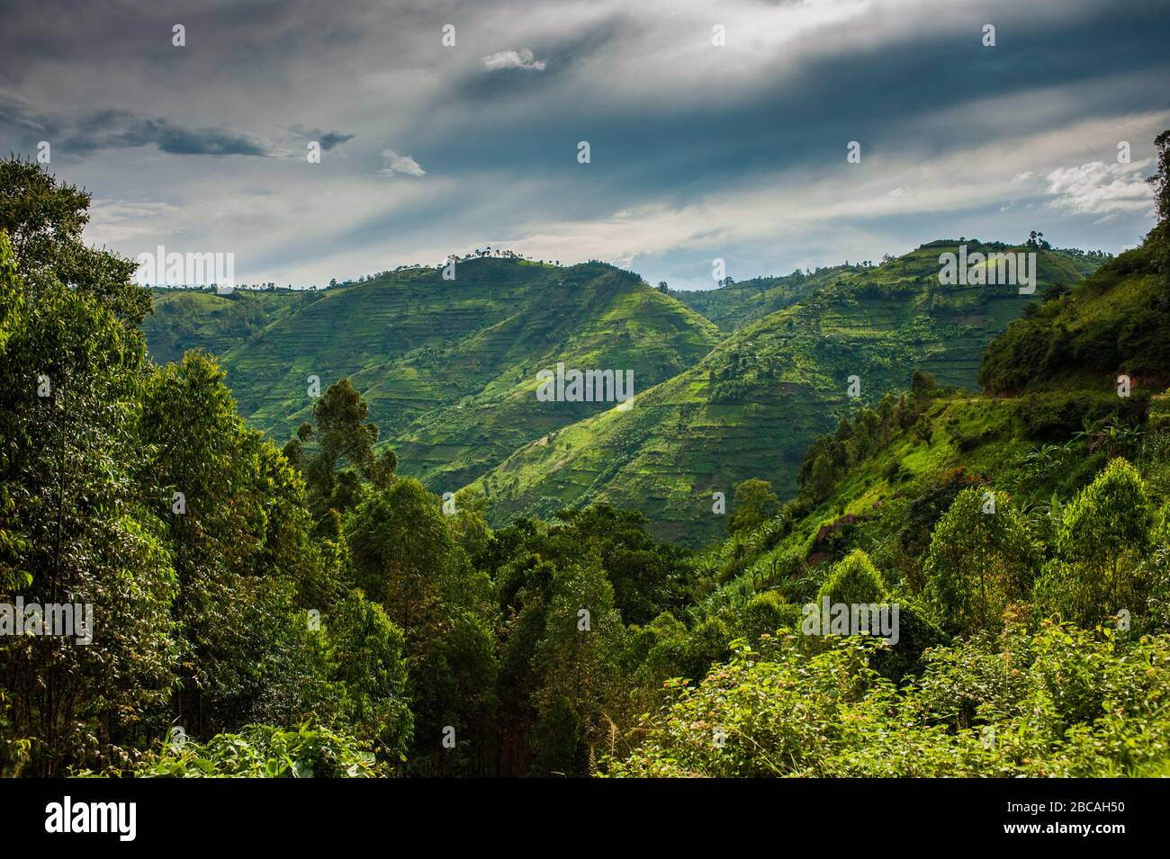 Bwindi Impenetrable Forest Refuge, Uganda. Located in the NW part of ...