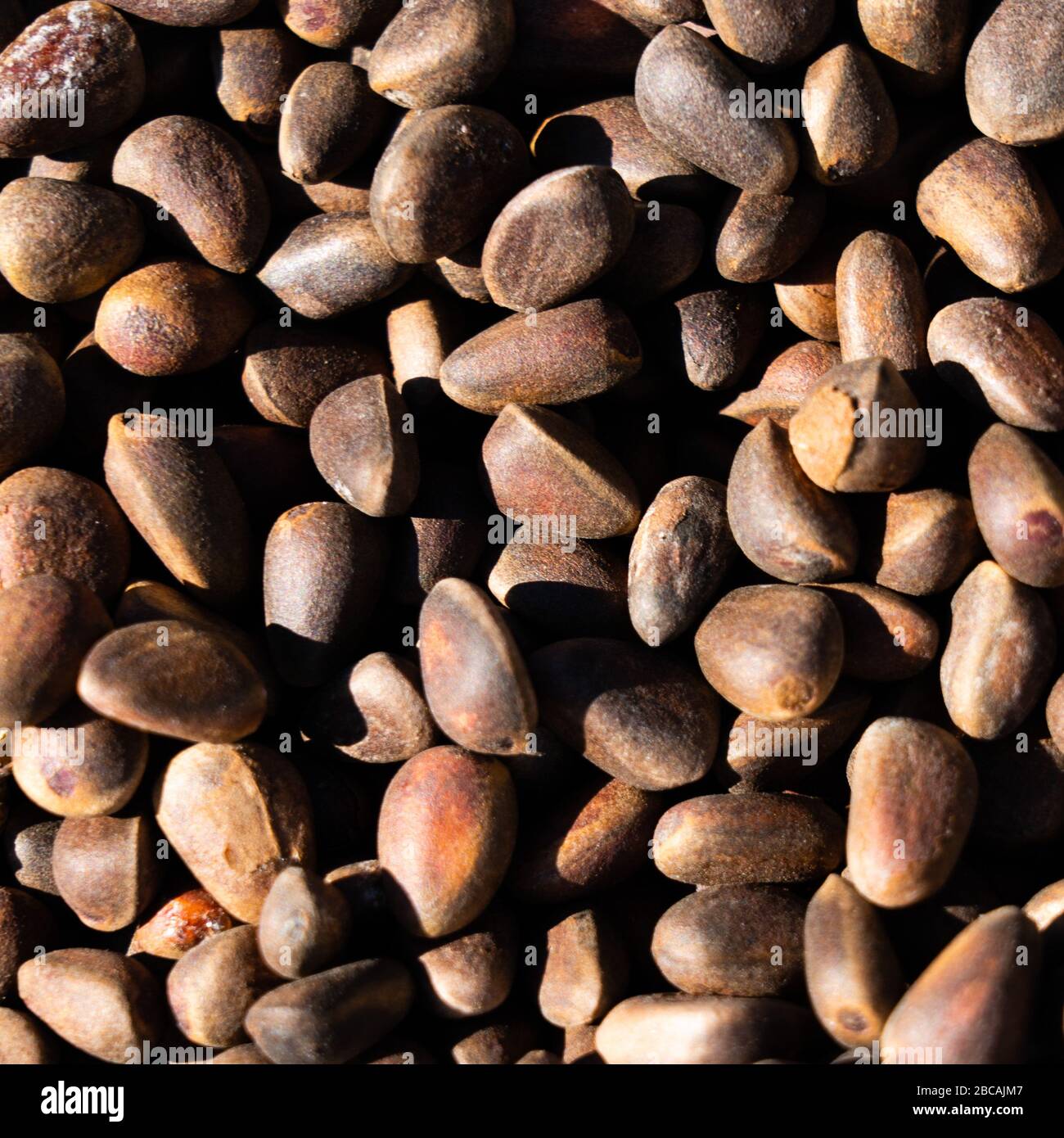 Inshell pine nuts. Cedar nuts. Background Texture. Macro Stock Photo ...