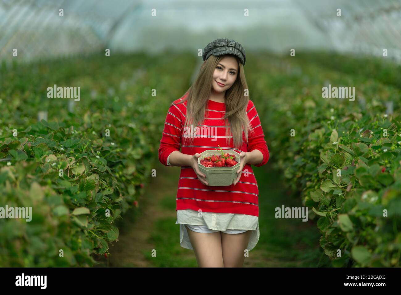 Beautiful woman picking strawberries hi-res stock photography and ...