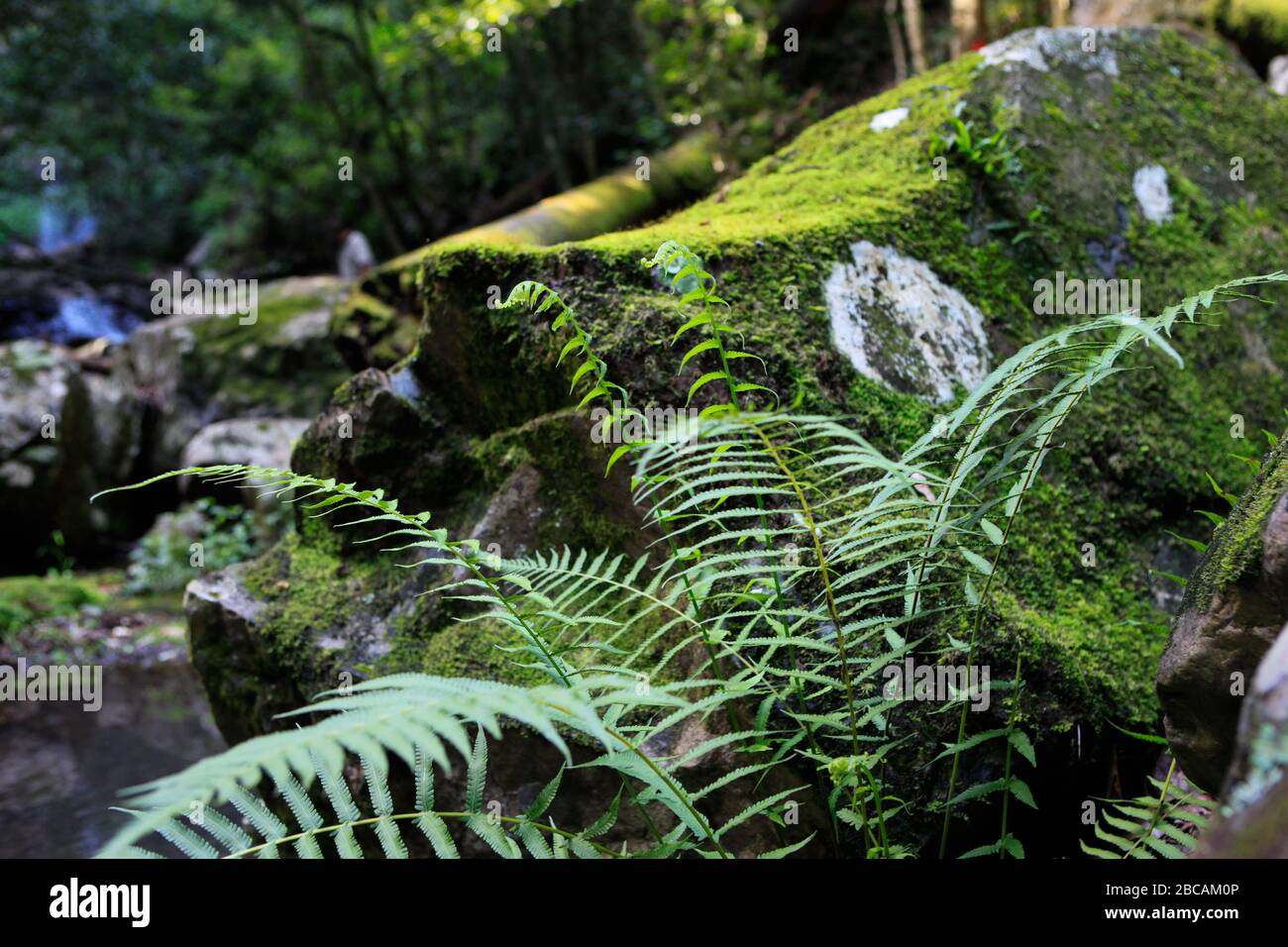 A closeup glimpse of the forest floor in the sub tropical gondwana ...