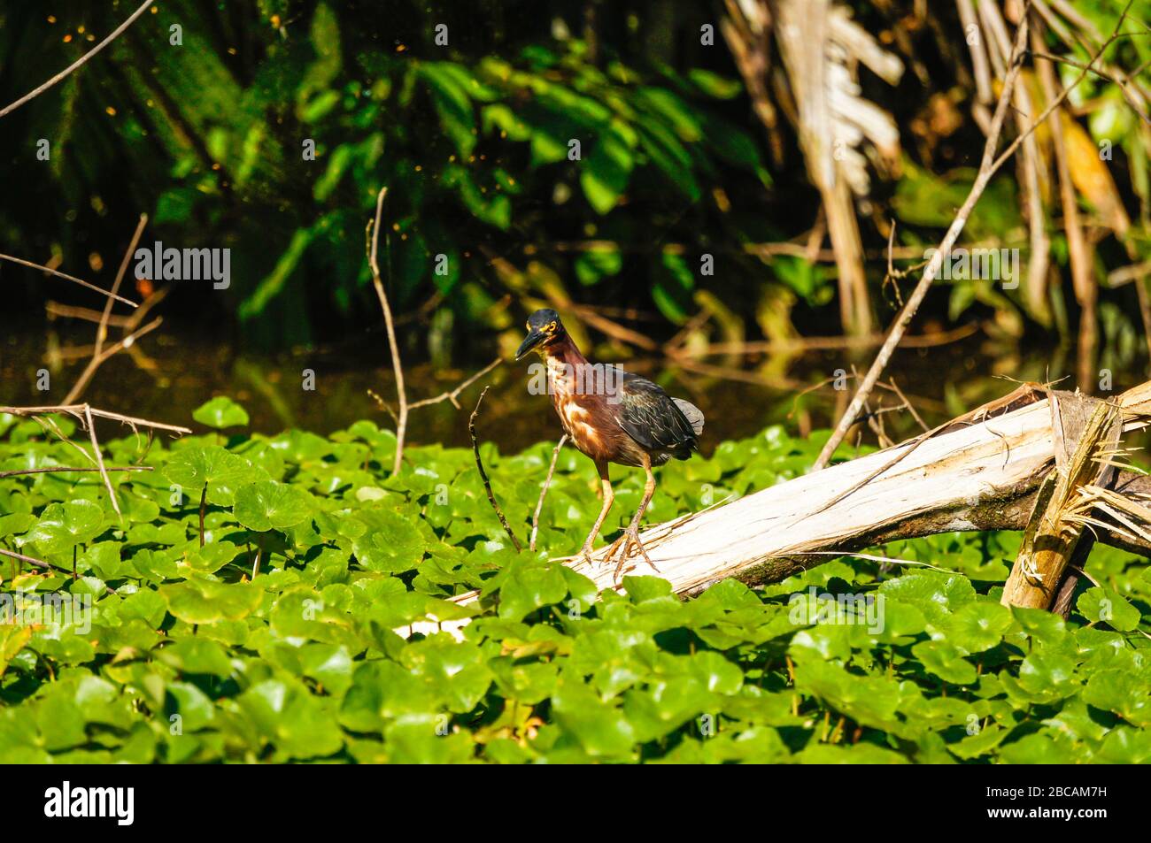 Green heron hunting on top of a log in a river in Tortuguero, Costa ...