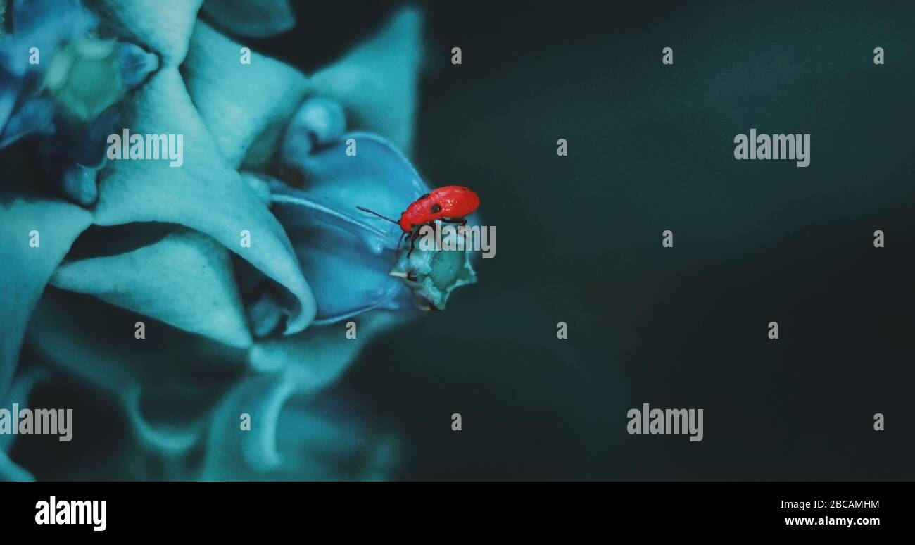 Scarlet on blue hi-res stock photography and images - Alamy