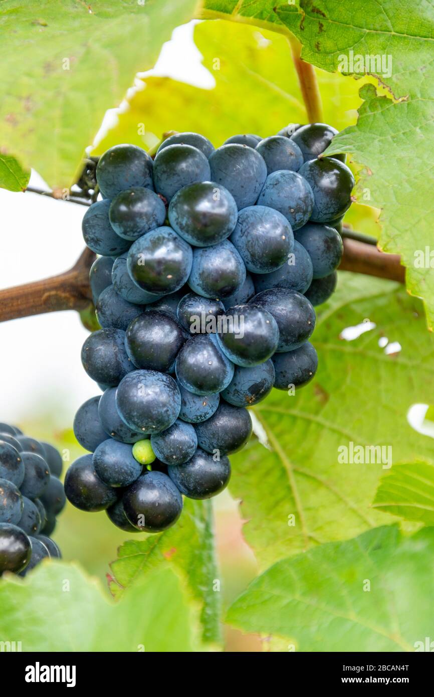 Blue grape variety hi-res stock photography and images - Alamy