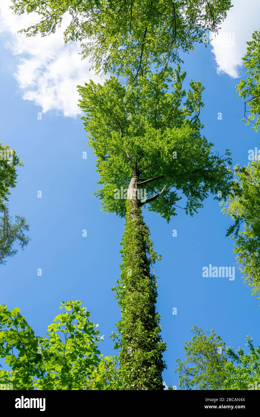 Frogs perspective hi-res stock photography and images - Alamy