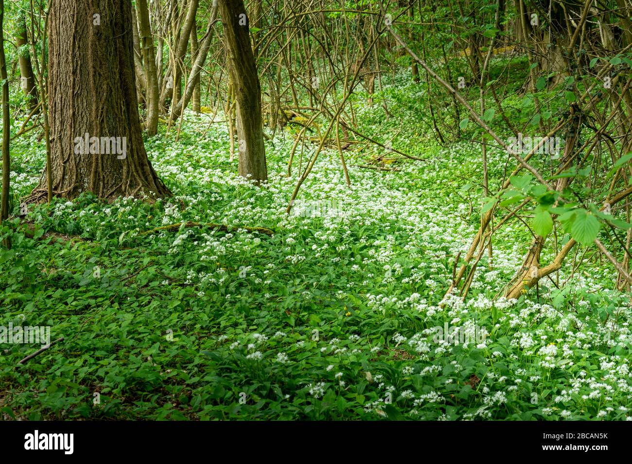 Wild garlic (Allium ursinum), plant species from the Allium genus Stock ...