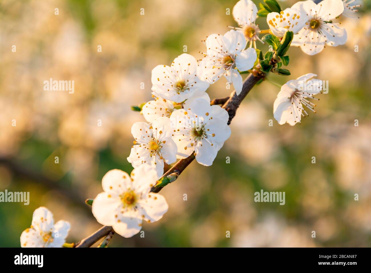 Evening light tree hi-res stock photography and images - Alamy
