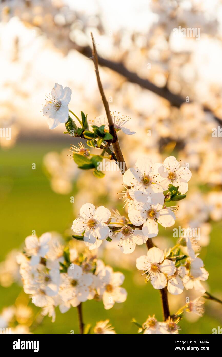 Blooming fruit tree branches hi-res stock photography and images - Alamy