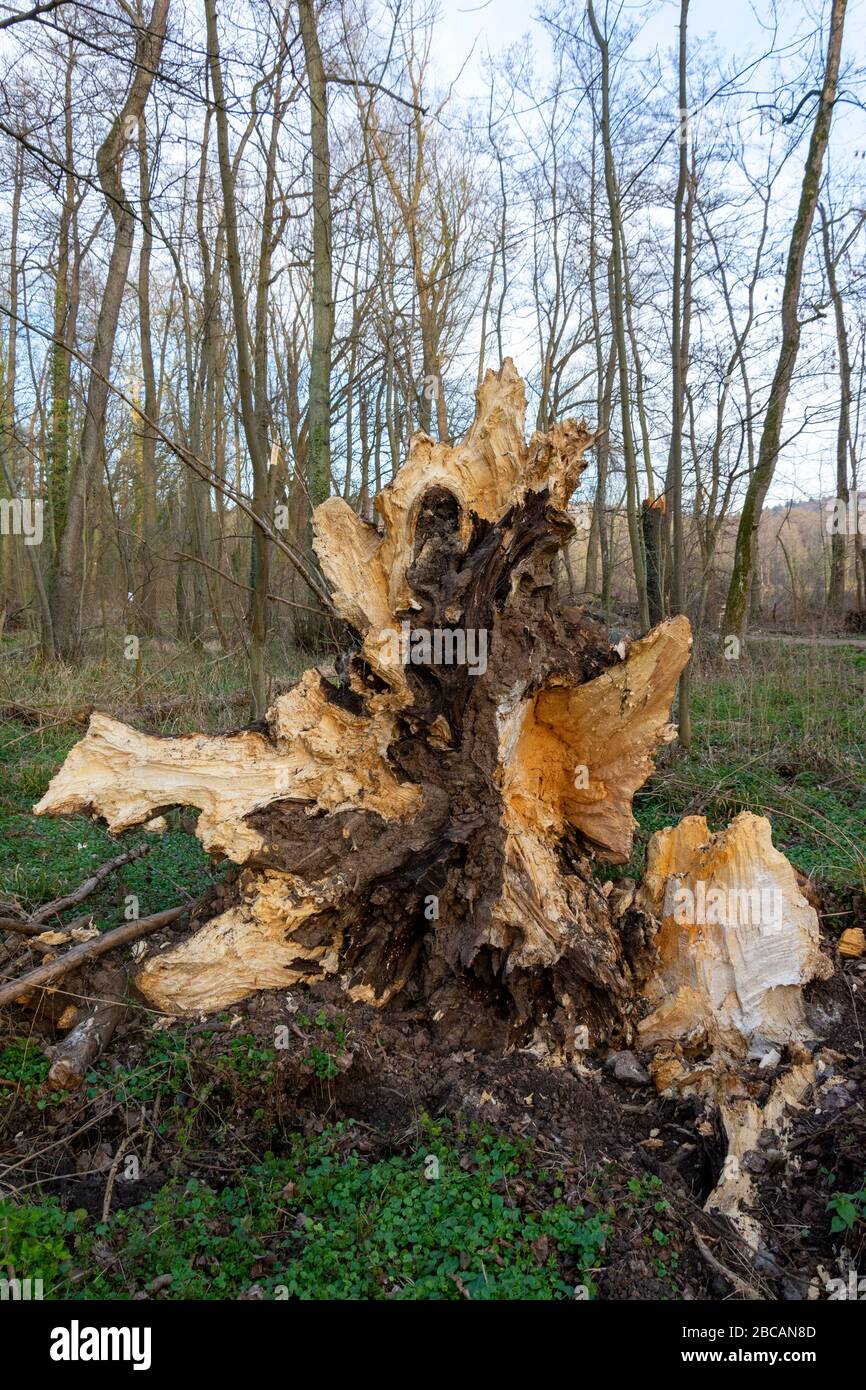 Storm damage in the forest hi-res stock photography and images - Alamy