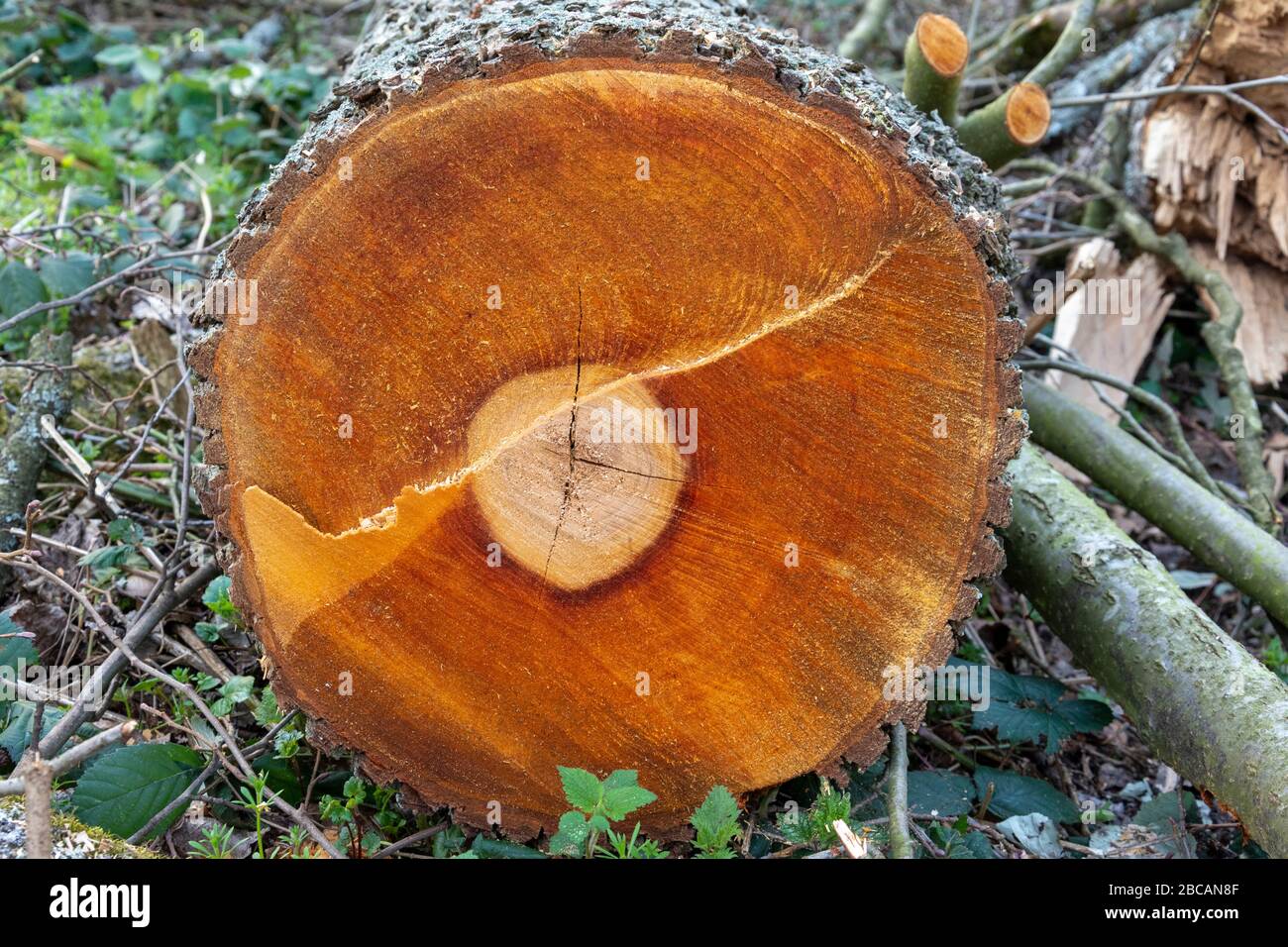 Tree slice, cut surface of a felled tree Stock Photo - Alamy