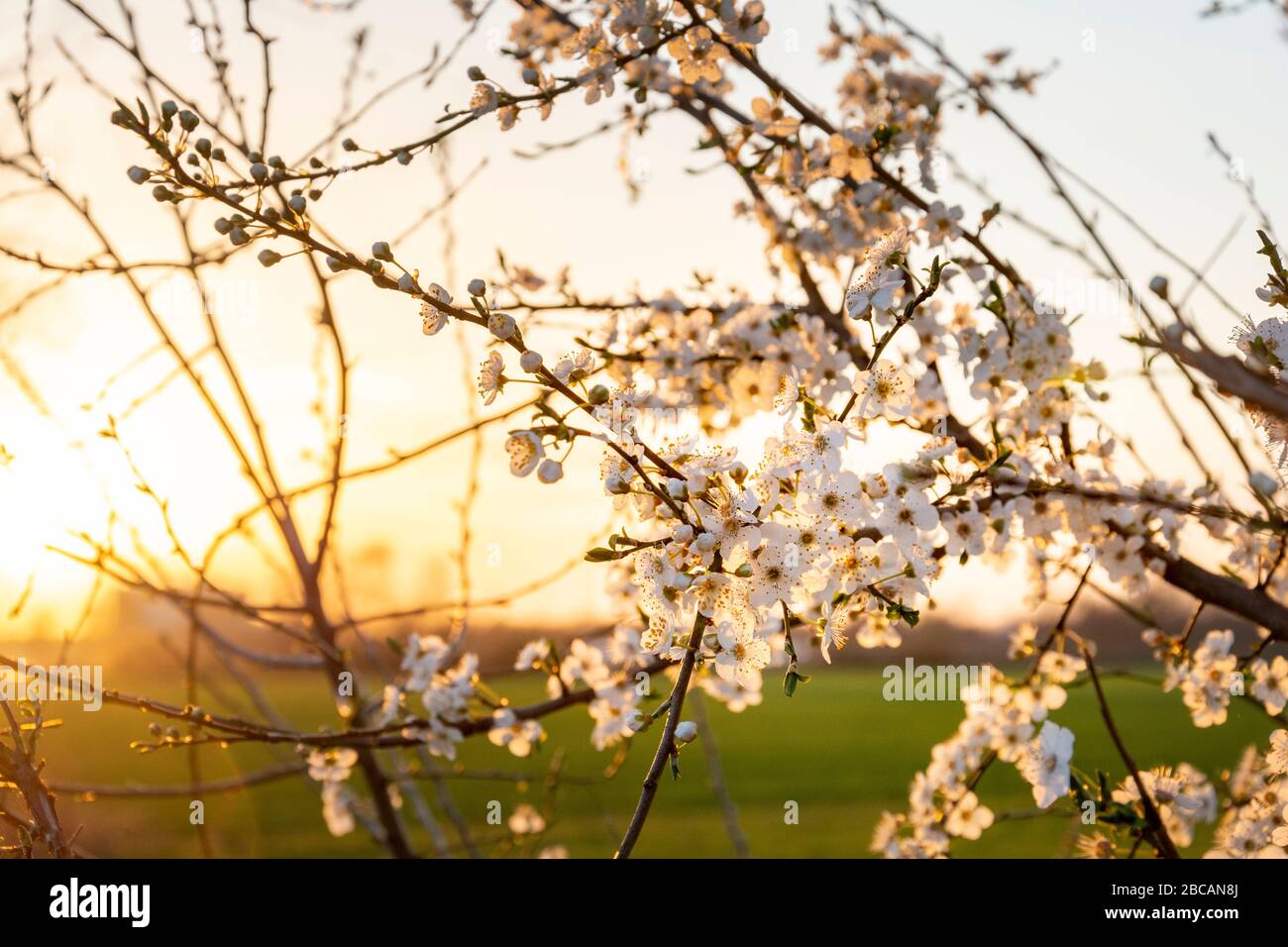 Evening light tree hi-res stock photography and images - Alamy