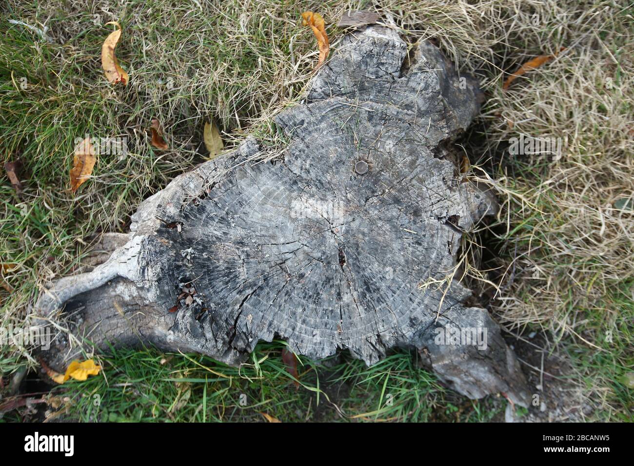 cutting down tree in the forest.texture background of stump.stump on ...