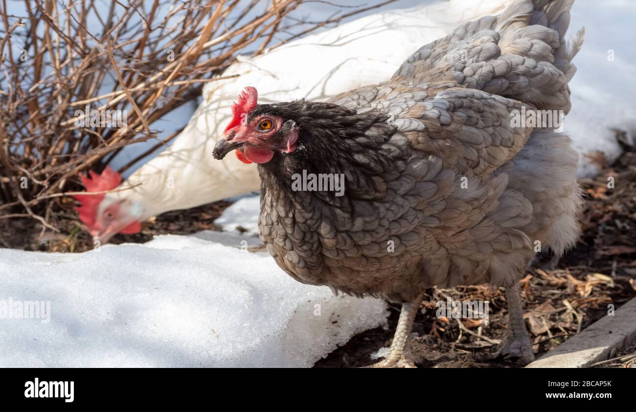 Countryside growing with chickens hi-res stock photography and images ...