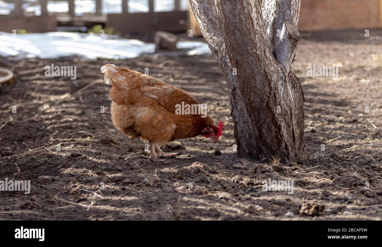 Countryside growing with chickens hi-res stock photography and images ...