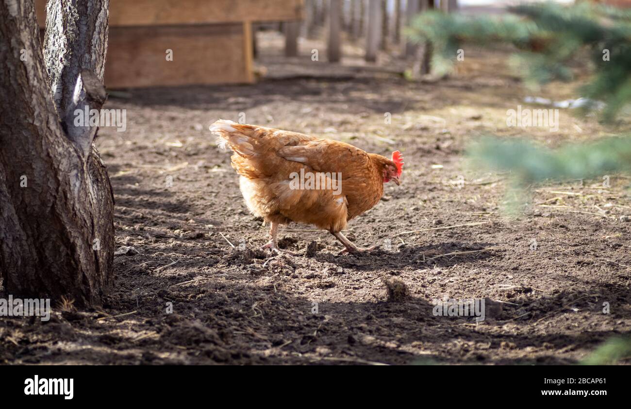 Chickens walk freely in the spring in the backyard Stock Photo - Alamy