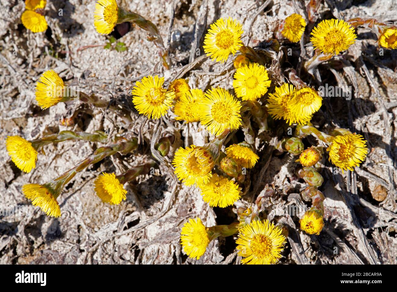 Spring, coltsfoot ,Tussilago farfara Stock Photo - Alamy