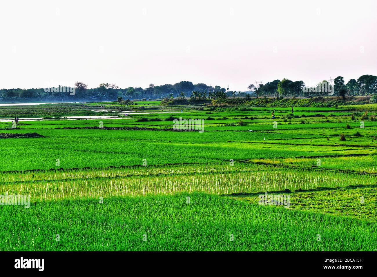 A wide spread green agricultural field with some swamp land. On the far ...