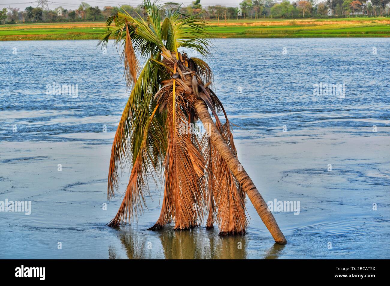 Bent coconut tree hi-res stock photography and images - Alamy