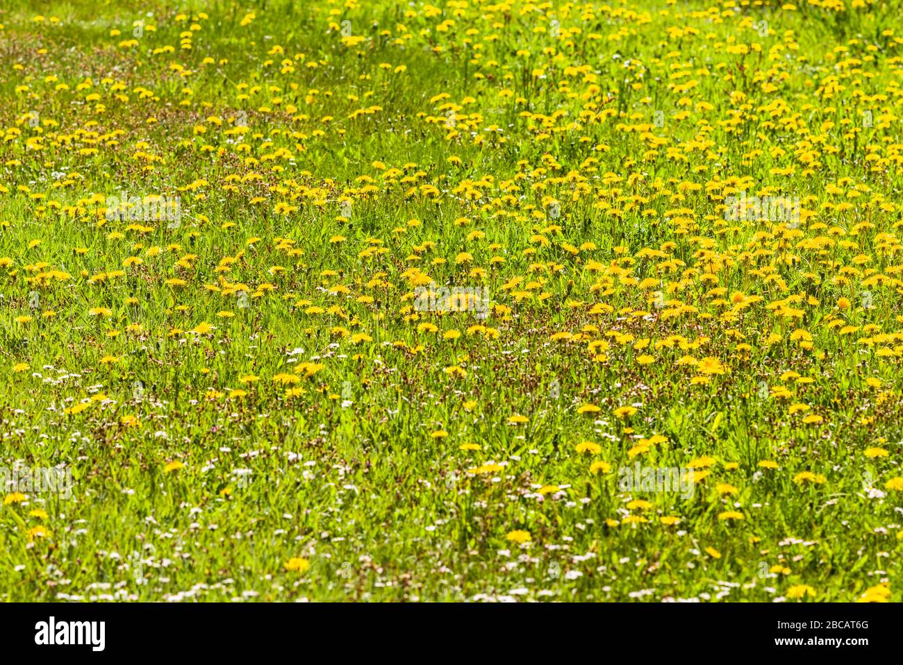 Sweden, Faro Island, Fifang, spring flowers Stock Photo - Alamy