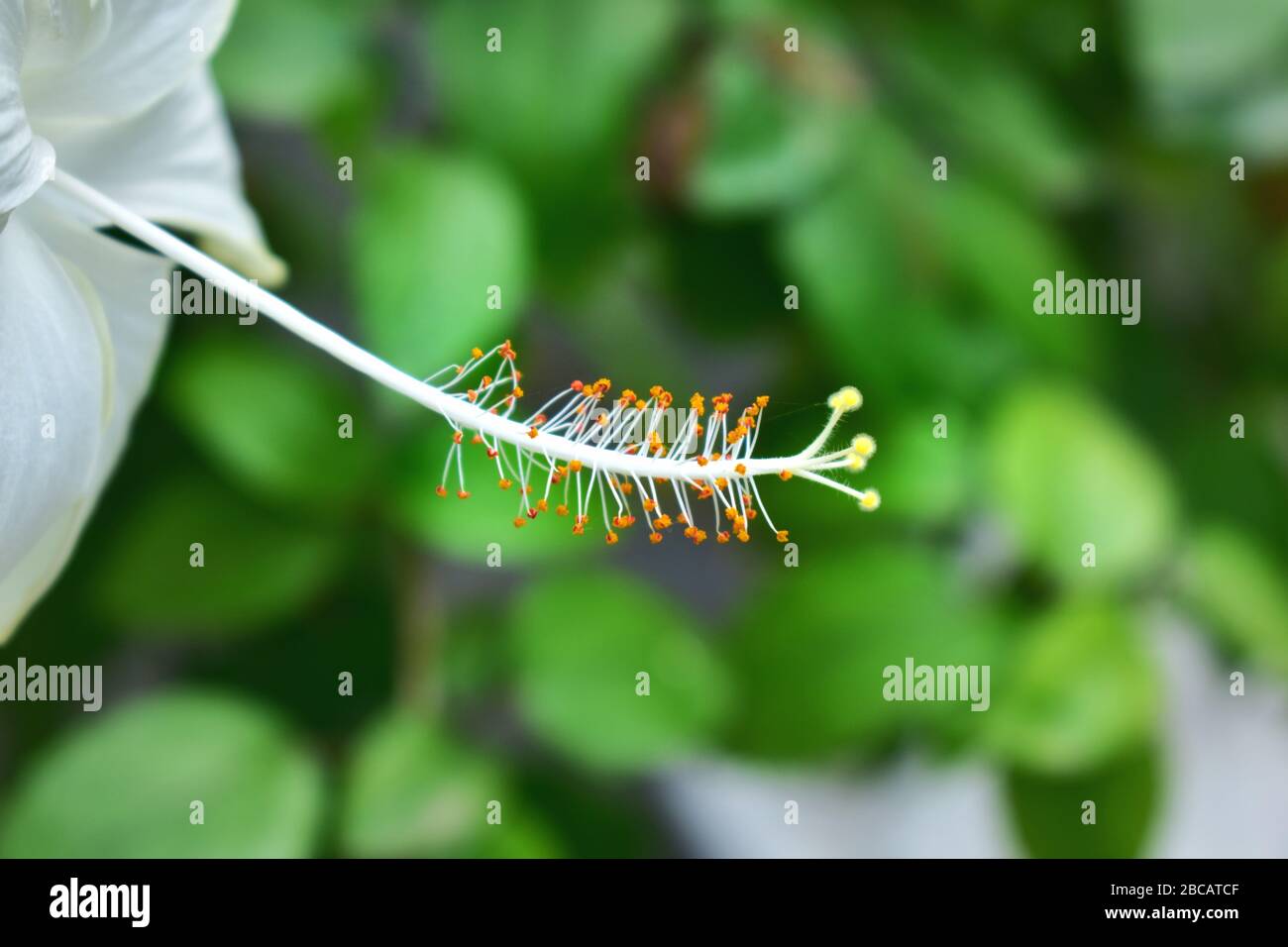 China rose flower hi-res stock photography and images - Alamy