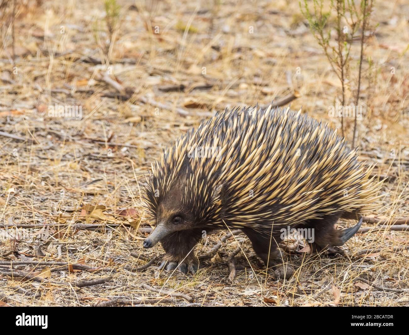 Spiny Anteater Range