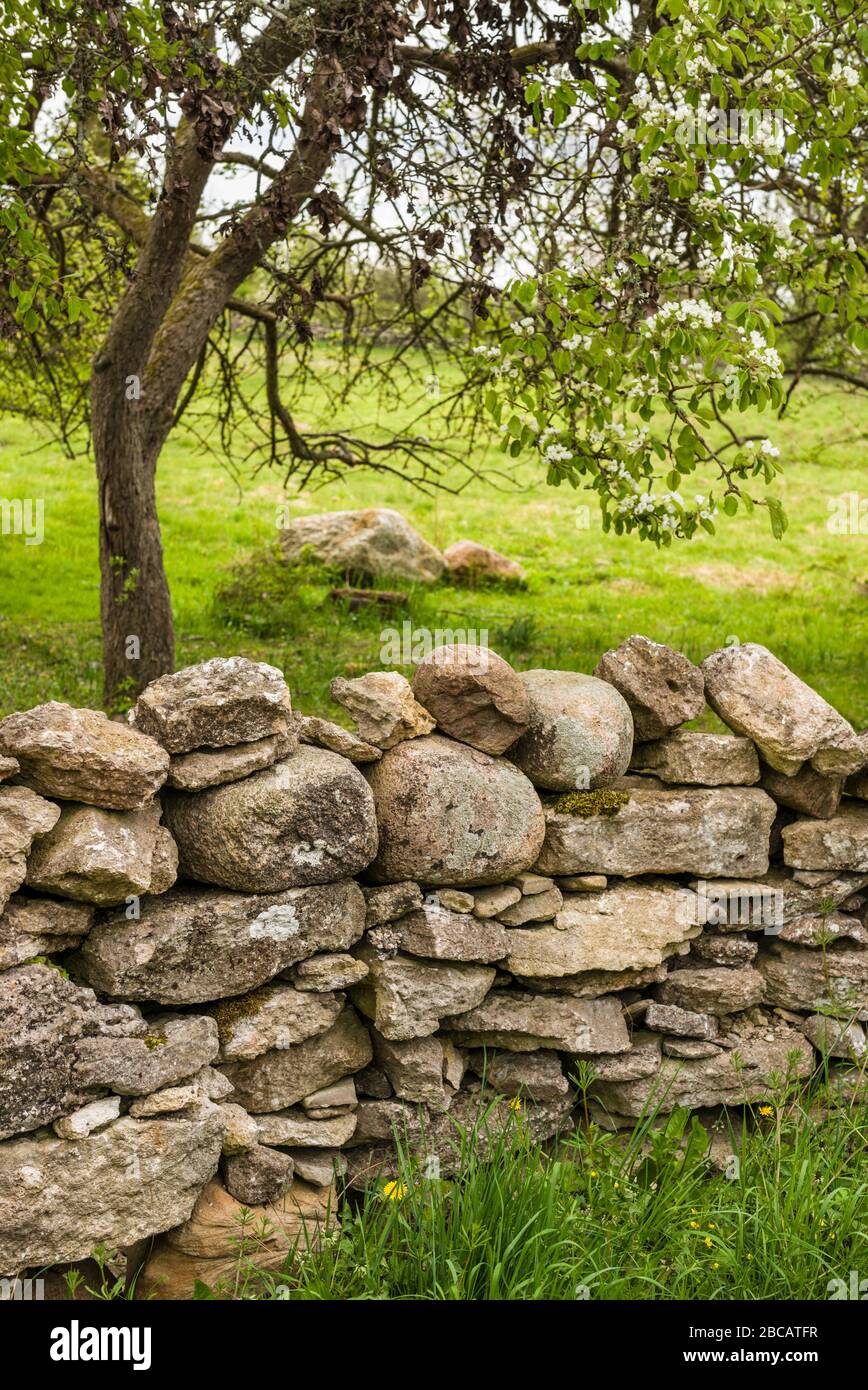 Sweden, Gotland Island, Sundre, stone wall, southern Gotland Stock ...