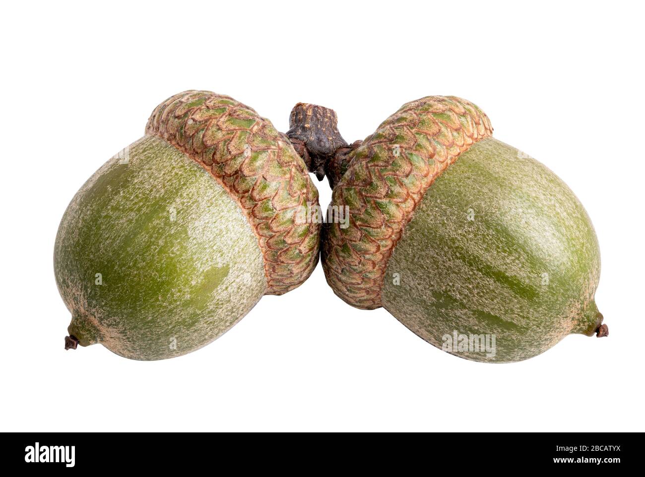 Two dried acorns isolated on white background. Clupping path Stock ...