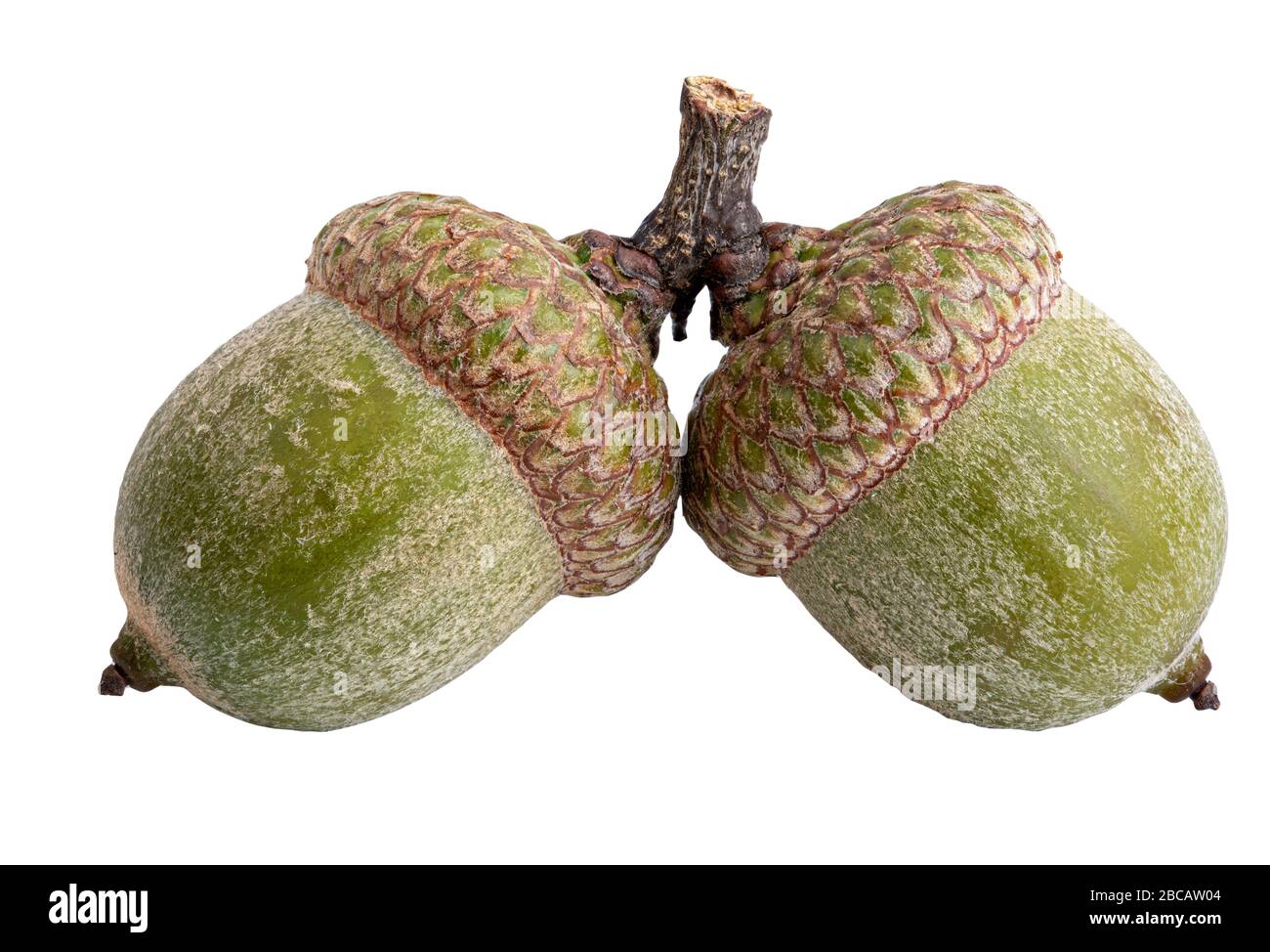 Two dried acorns isolated on white background. Clupping path Stock ...