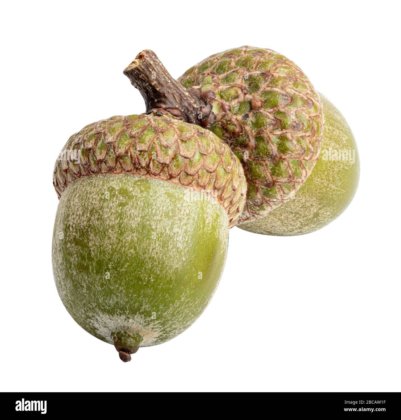 Two dried acorns isolated on white background. Clupping path Stock ...