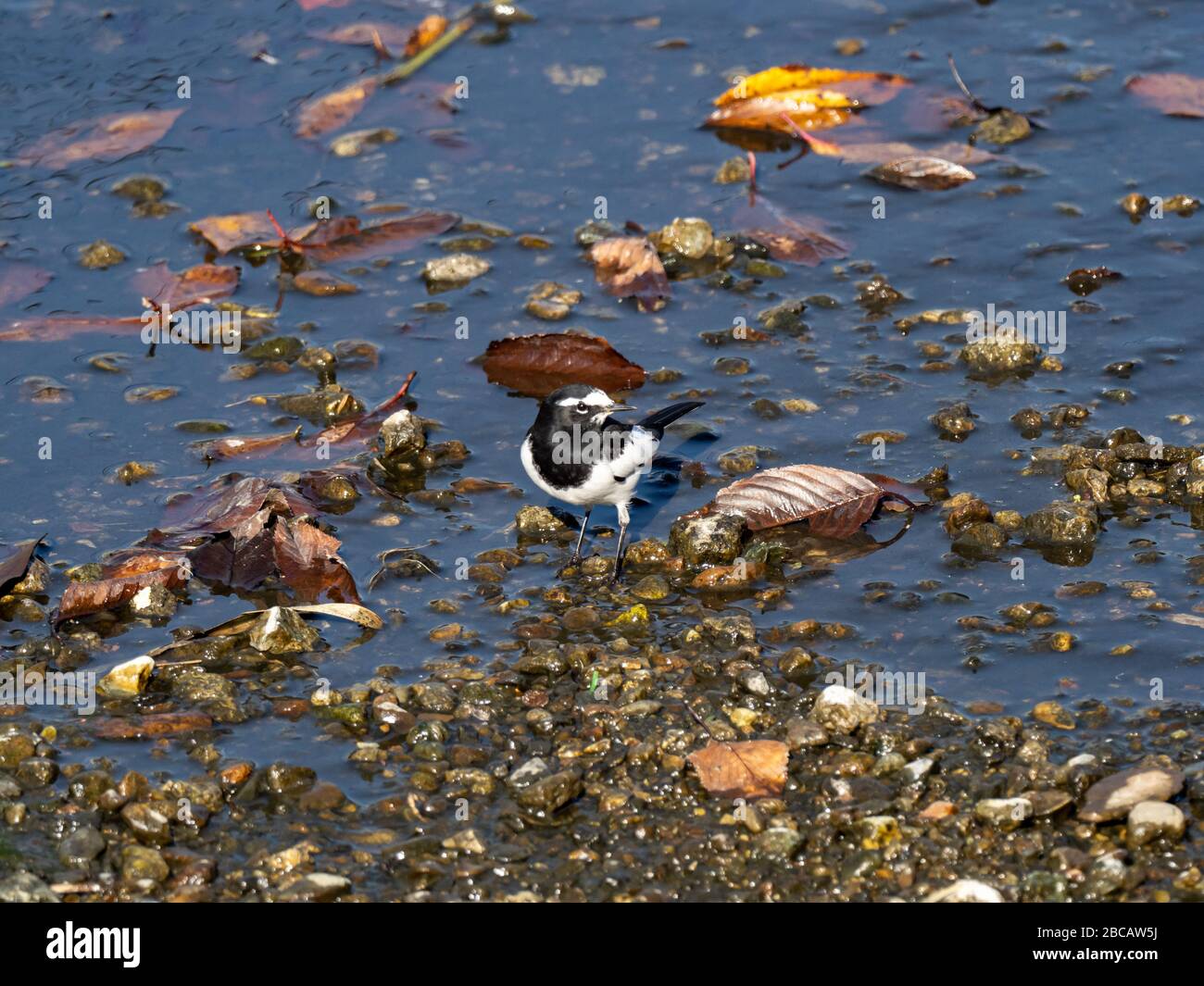 A Japanese wagtail, Motacilla grandis, stands in the shallow waters of ...