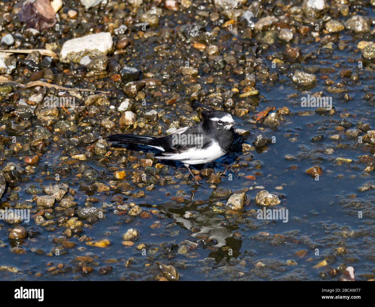 A Japanese wagtail, Motacilla grandis, stands in the shallow waters of ...