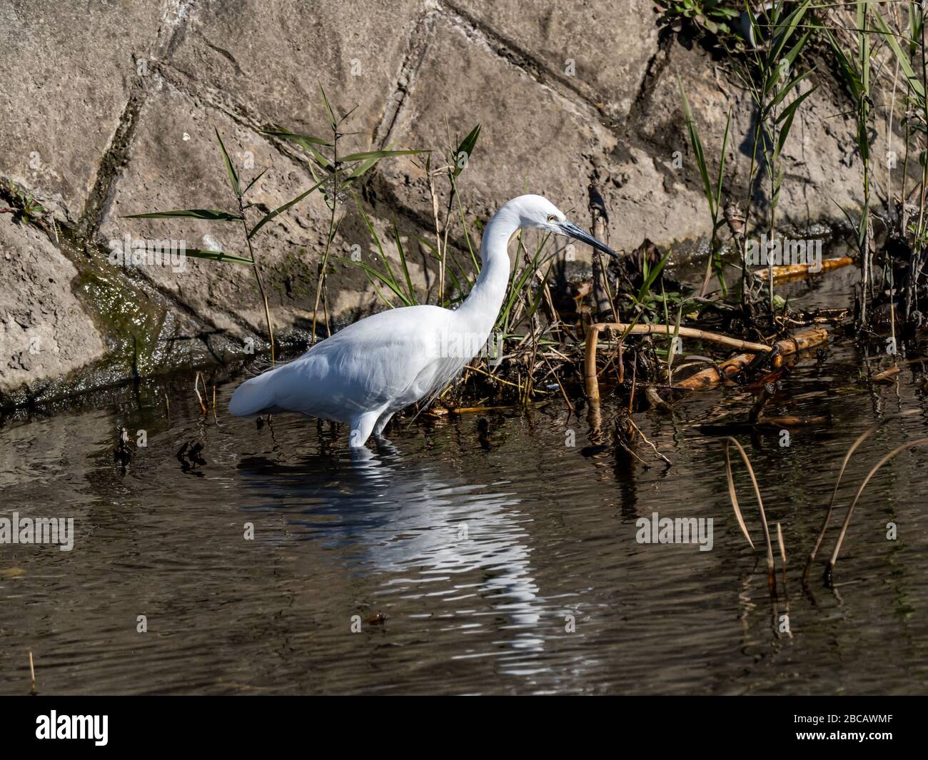 A white little egret, Egretta garzetta, stands beside the bank while ...