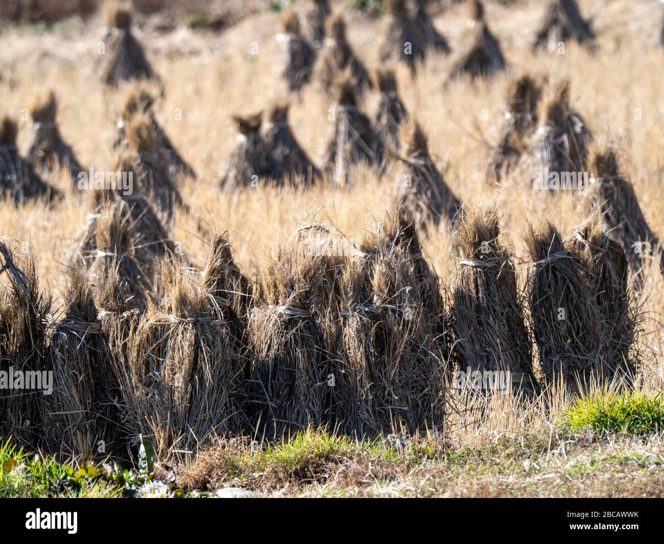 Harvested bundles of rice stalks sit clustered in a rice paddy on a ...