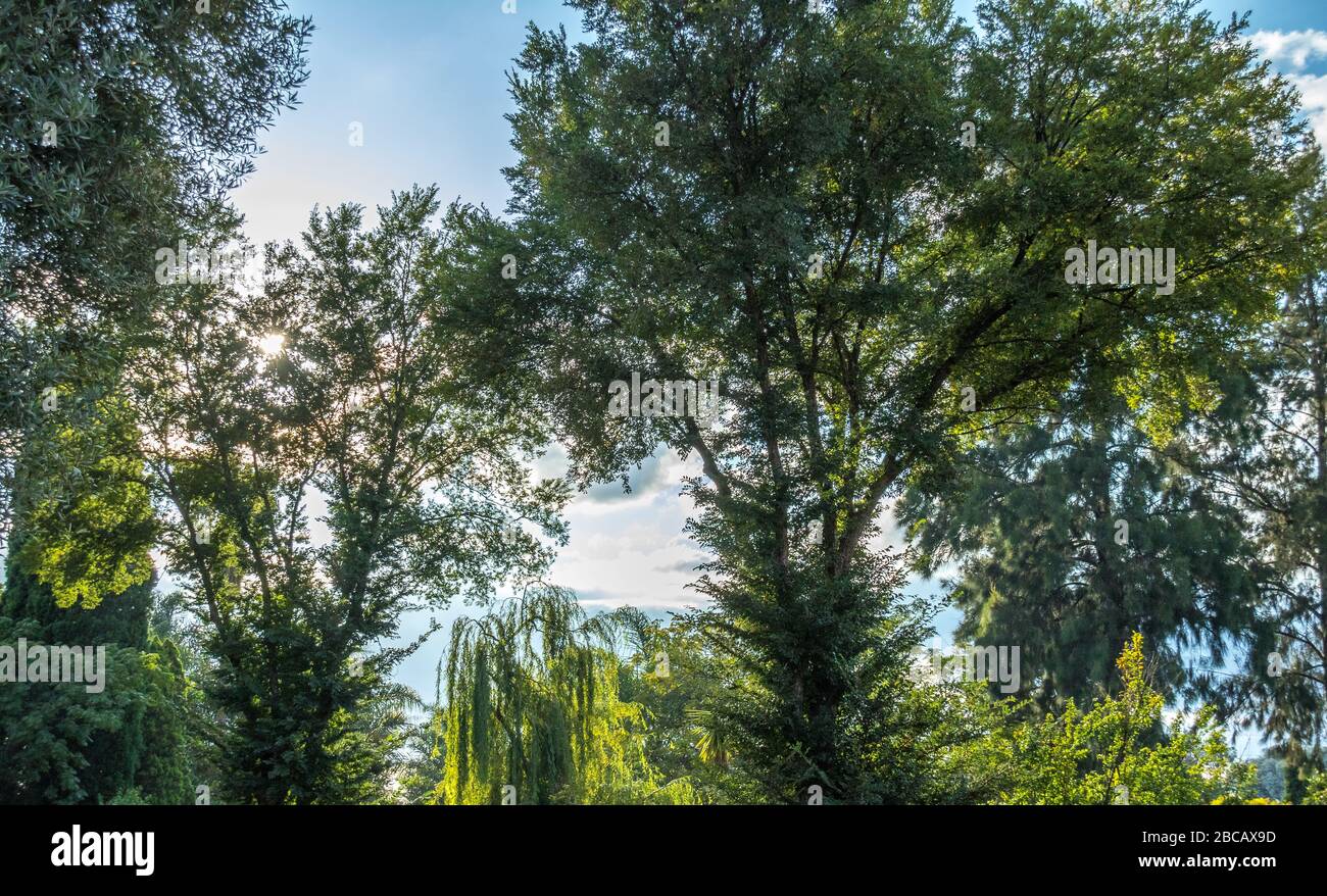 Trees backlit by bright morning sunlight image for background use in ...