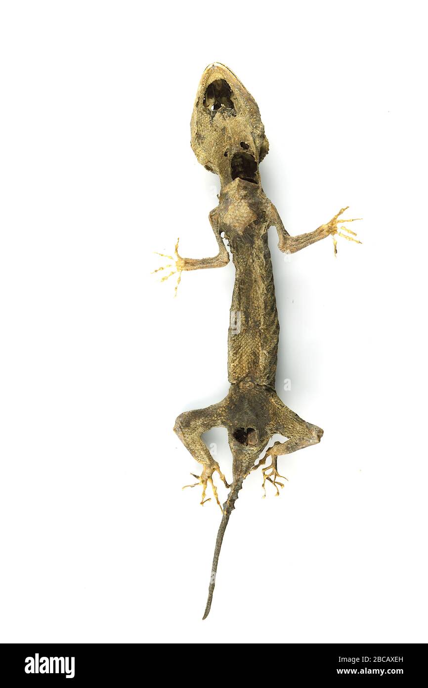 A die cut image of a dead dry gecko. With shadows on a white background ...