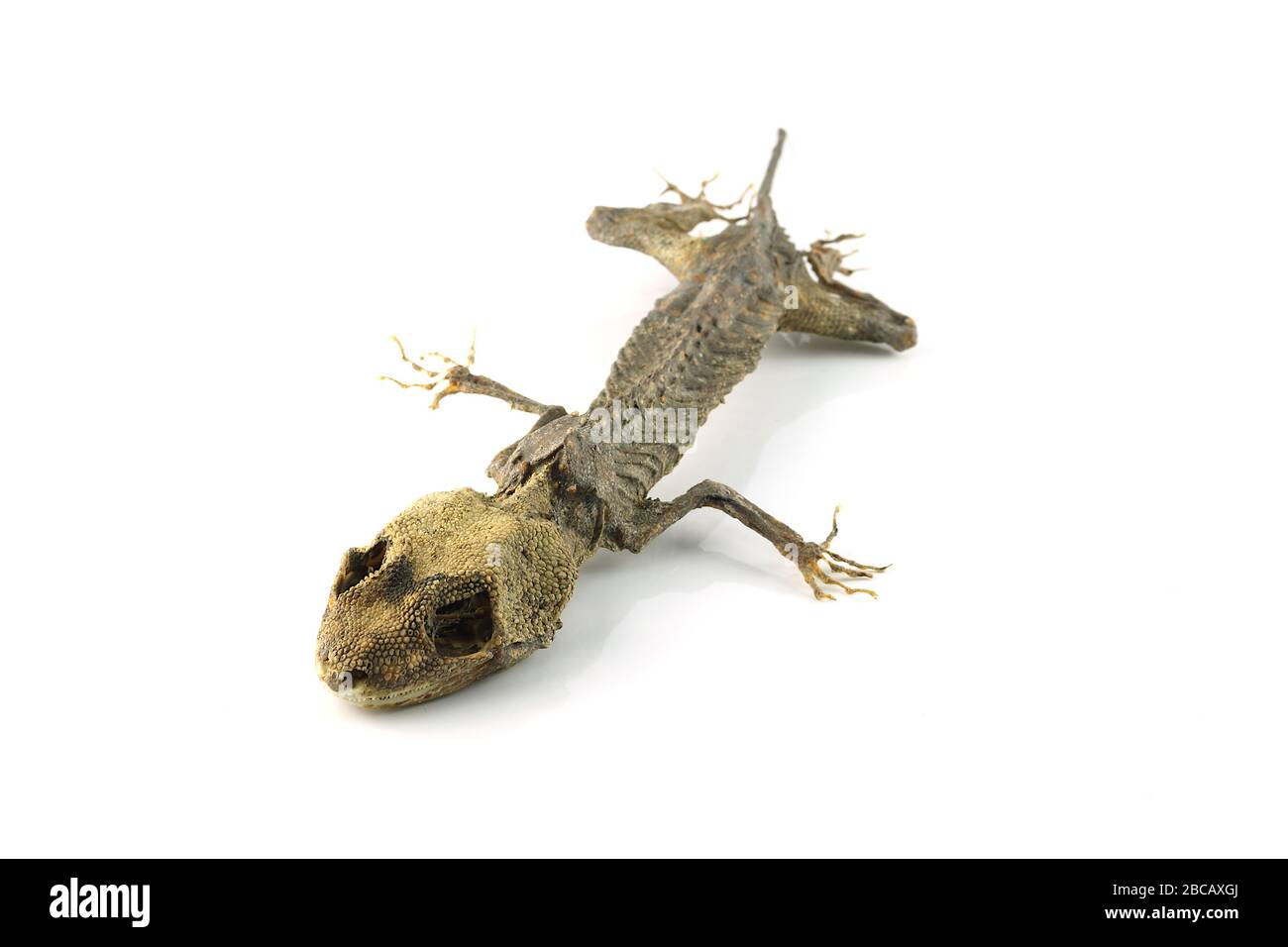 Dead gecko on white hi-res stock photography and images - Alamy